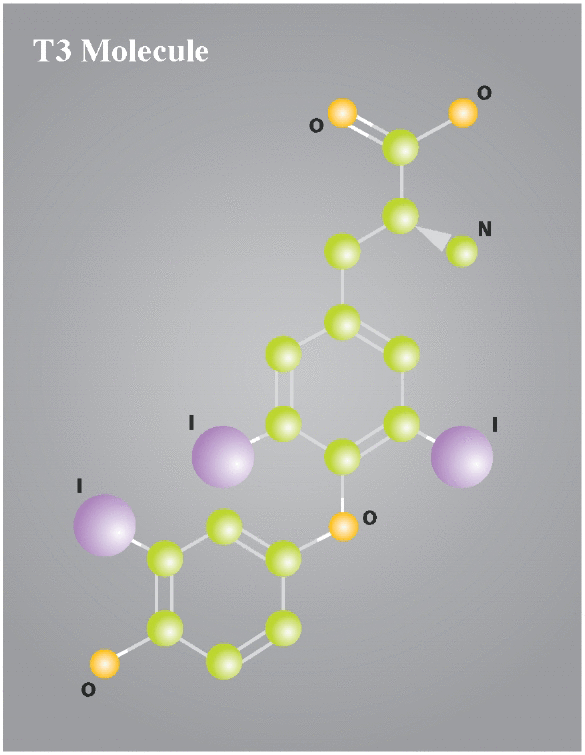 Reversing Hypometabolic Symptoms by Normalizing Low Body Temperatures ...