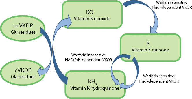 The Role of Vitamin K2 in Bone and Cardiovascular Health