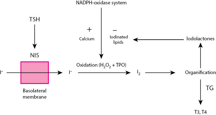 The Role of Iodine Deficiency and Subsequent Repletion in Autoimmune ...